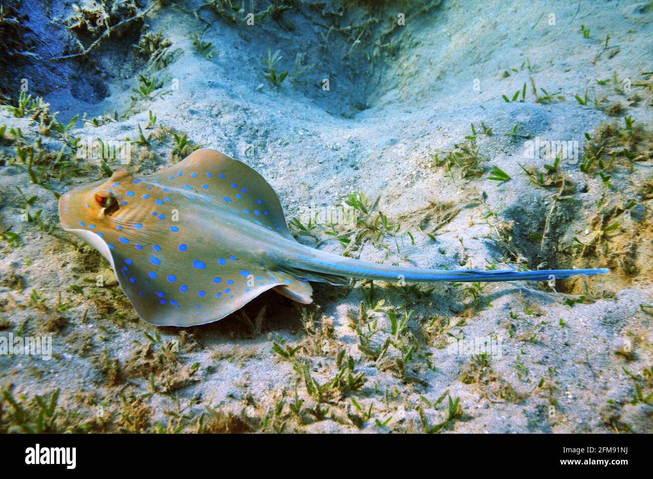 Blue-spotted stingray in Red sea, Marsa Mubarak, Egypt Stock Photo - Alamy