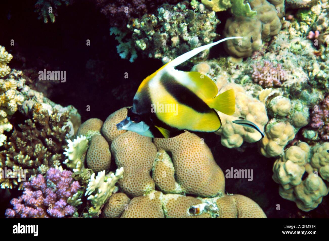 Longfin bannerfish in Red sea, Marsa Mubarak, Egypt Stock Photo - Alamy