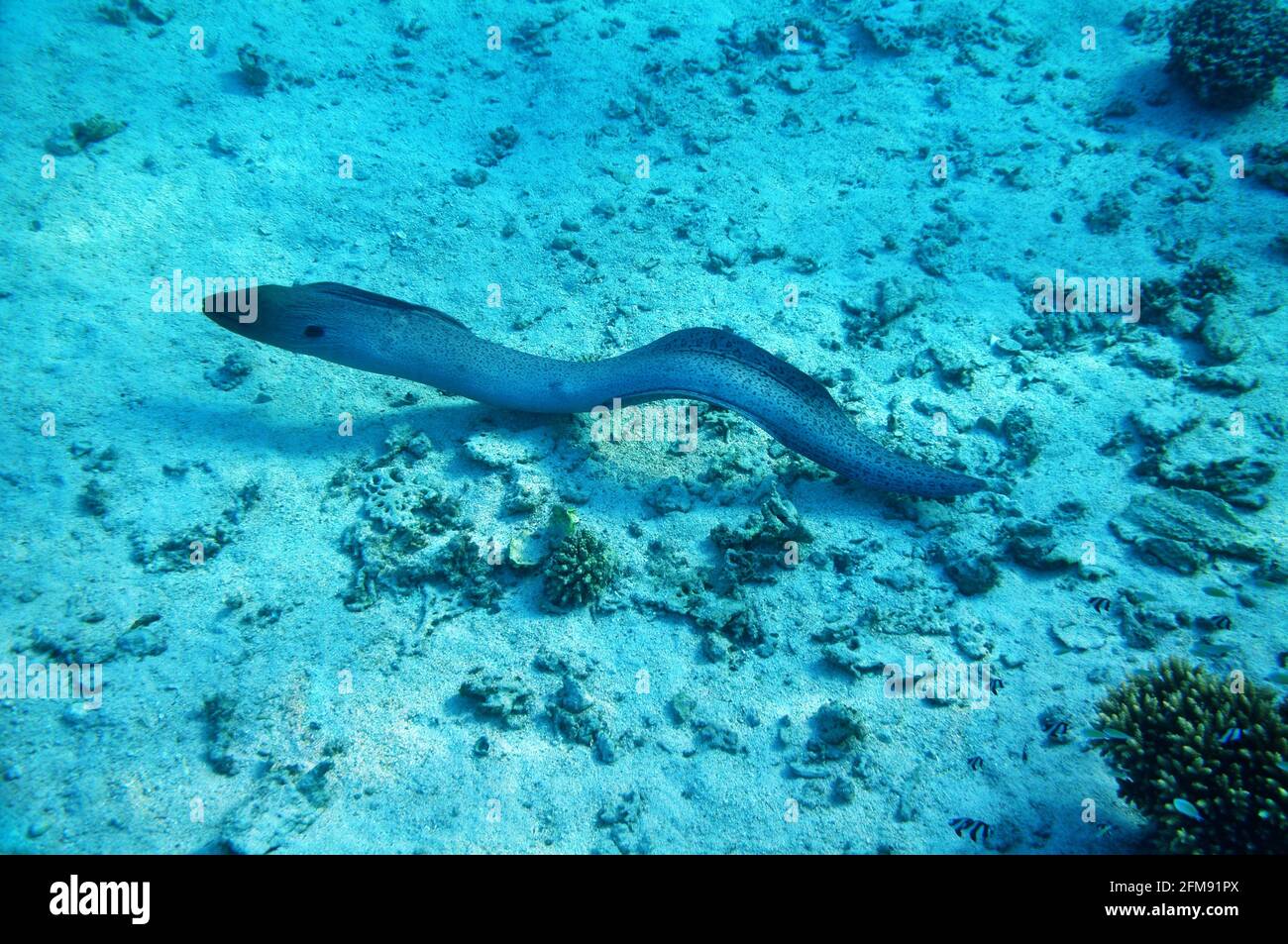 Moray eel in Red sea, Marsa Mubarak, Egypt Stock Photo - Alamy