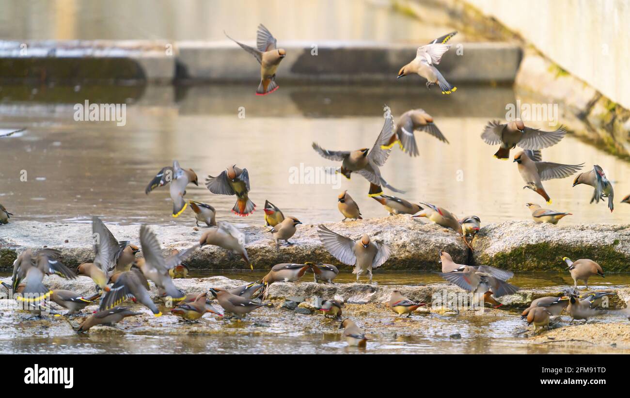 Bird bath with water fountain hi-res stock photography and images - Alamy