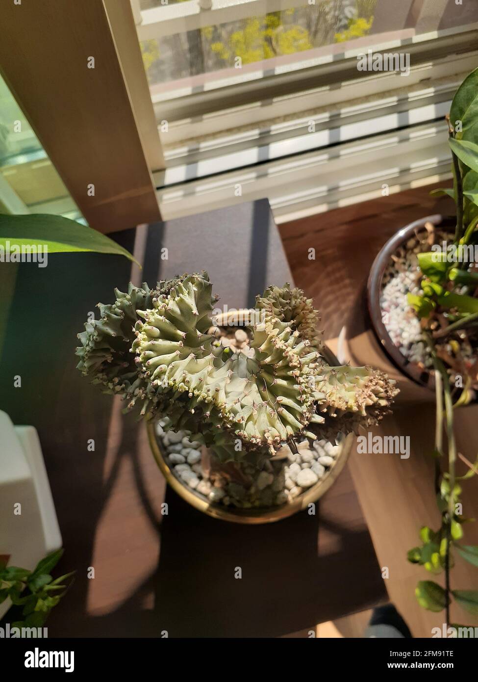 Cactus cartoon hi-res stock photography and images - Alamy