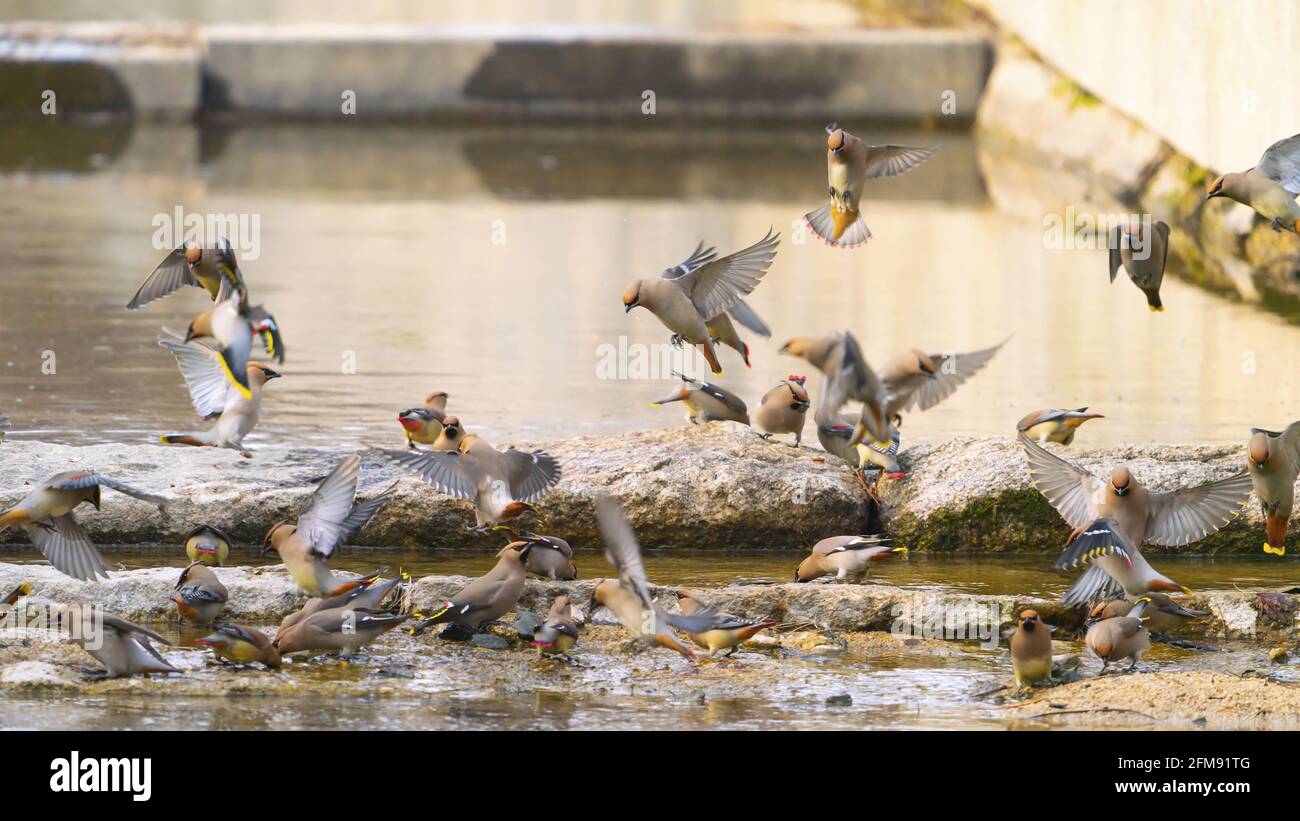 Bird washing in the water Stock Photo - Alamy