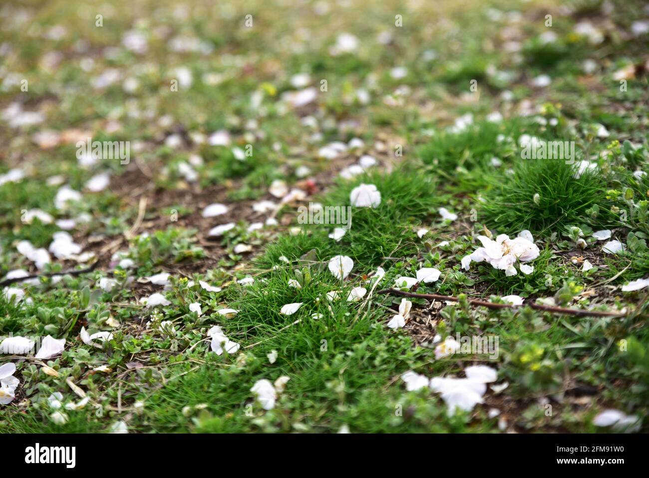 Cherry blossom petals falling ground hi-res stock photography and ...
