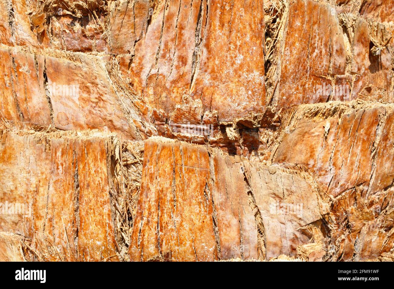 Palm tree surface - background for texture Stock Photo - Alamy