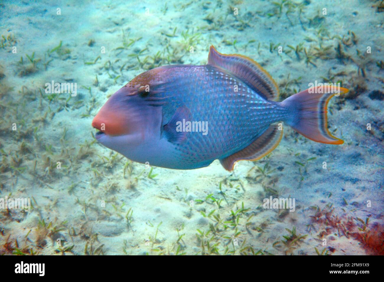 Yellowmargin triggerfish in Red sea, Marsa Mubarak, Egypt Stock Photo ...