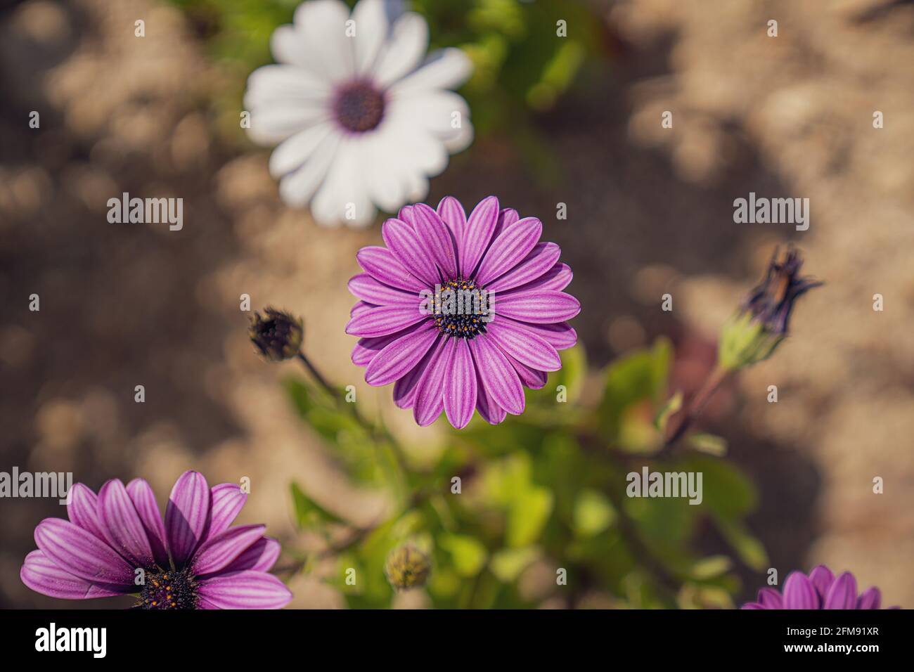 Cosmos flowers in the yard Stock Photo - Alamy