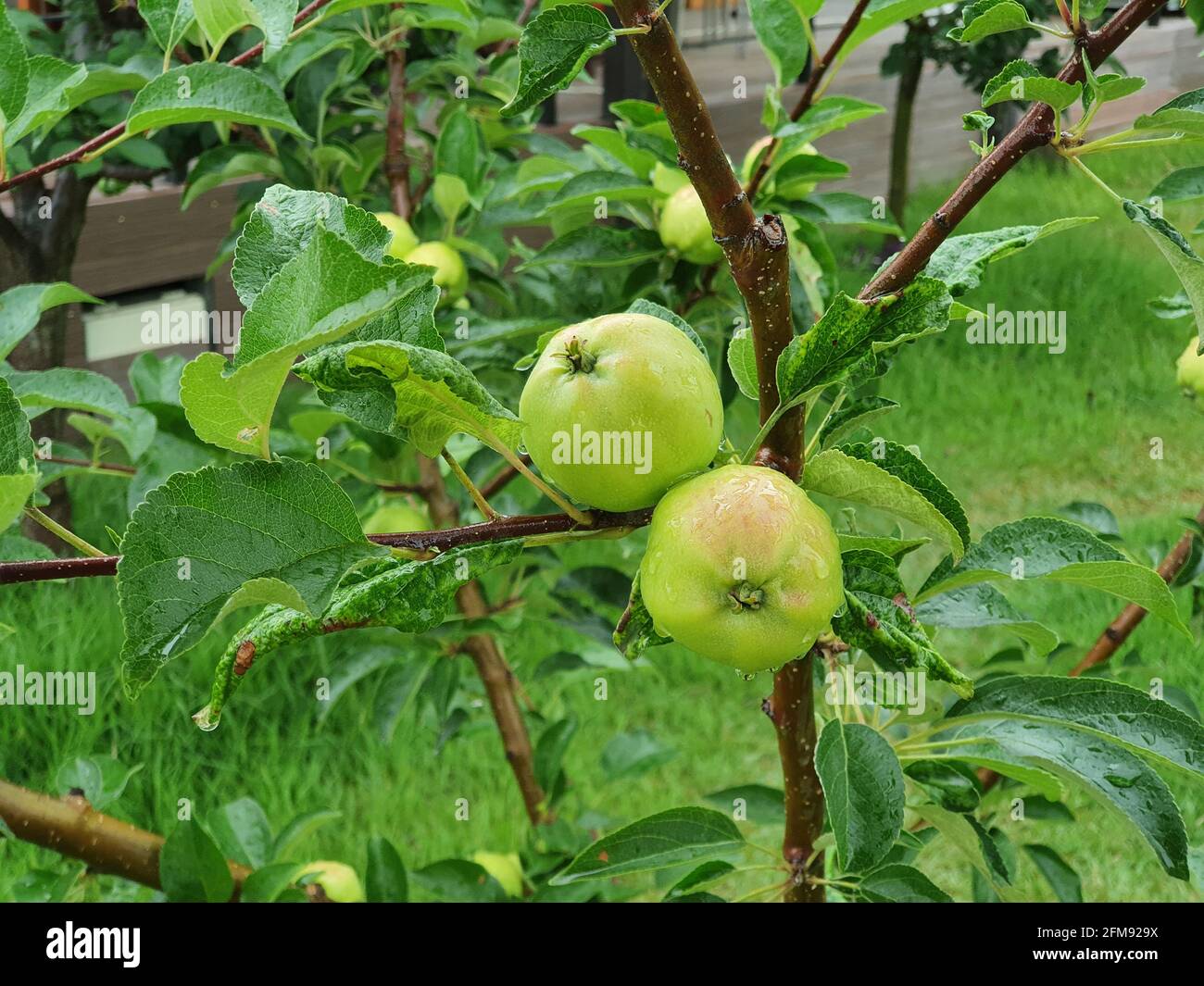 Green apple hanging on a tree Stock Photo - Alamy