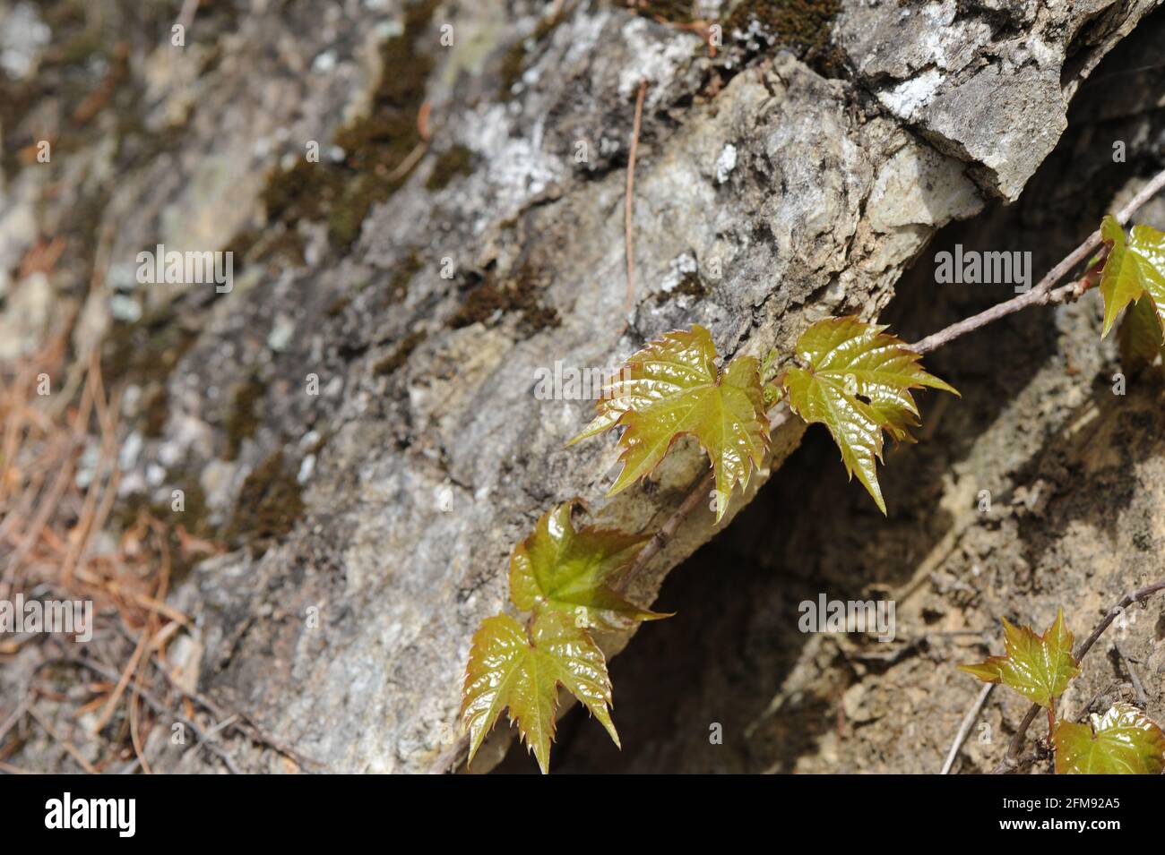 Green ivy on stone wall Stock Photo - Alamy