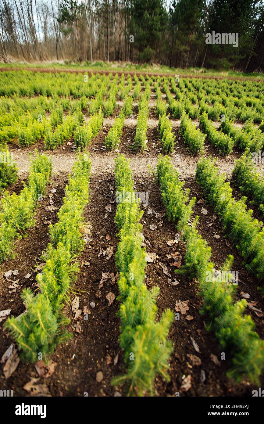 nursery of fir trees. small trees sprout from the ground in even rows ...