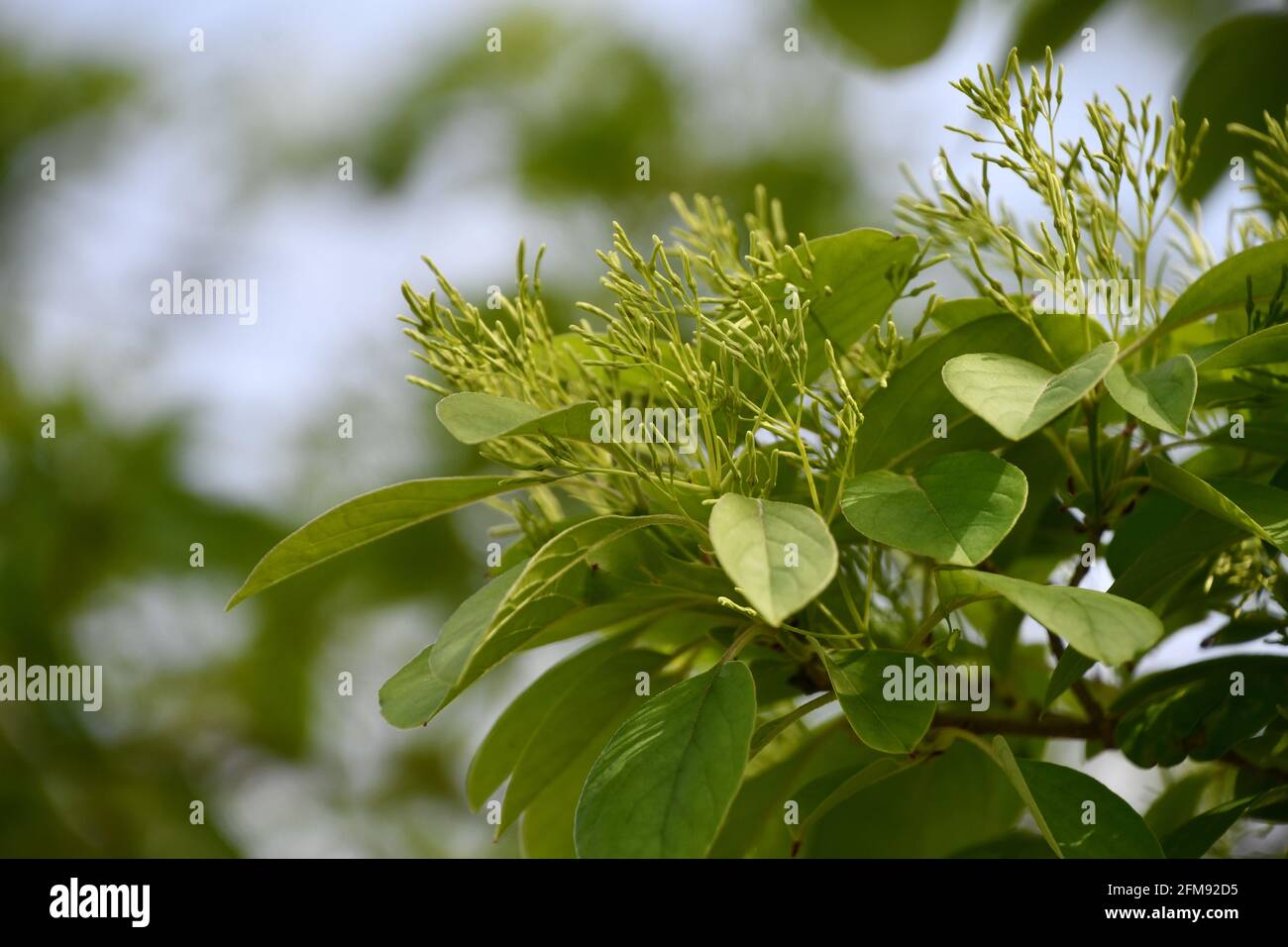 Chinese fringe tree (Chionanthus retusus Stock Photo - Alamy