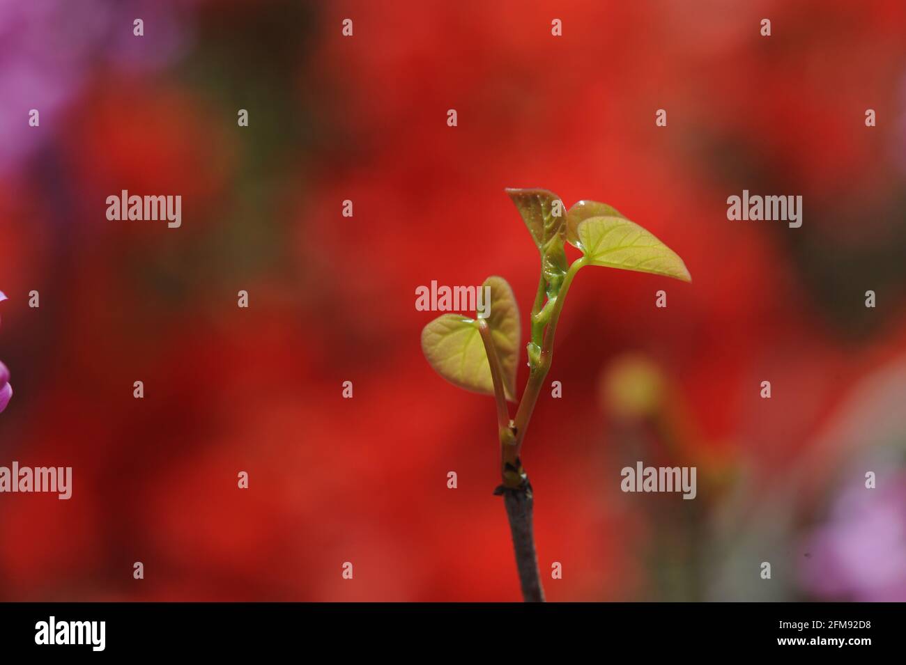 White chinese redbud hi-res stock photography and images - Alamy