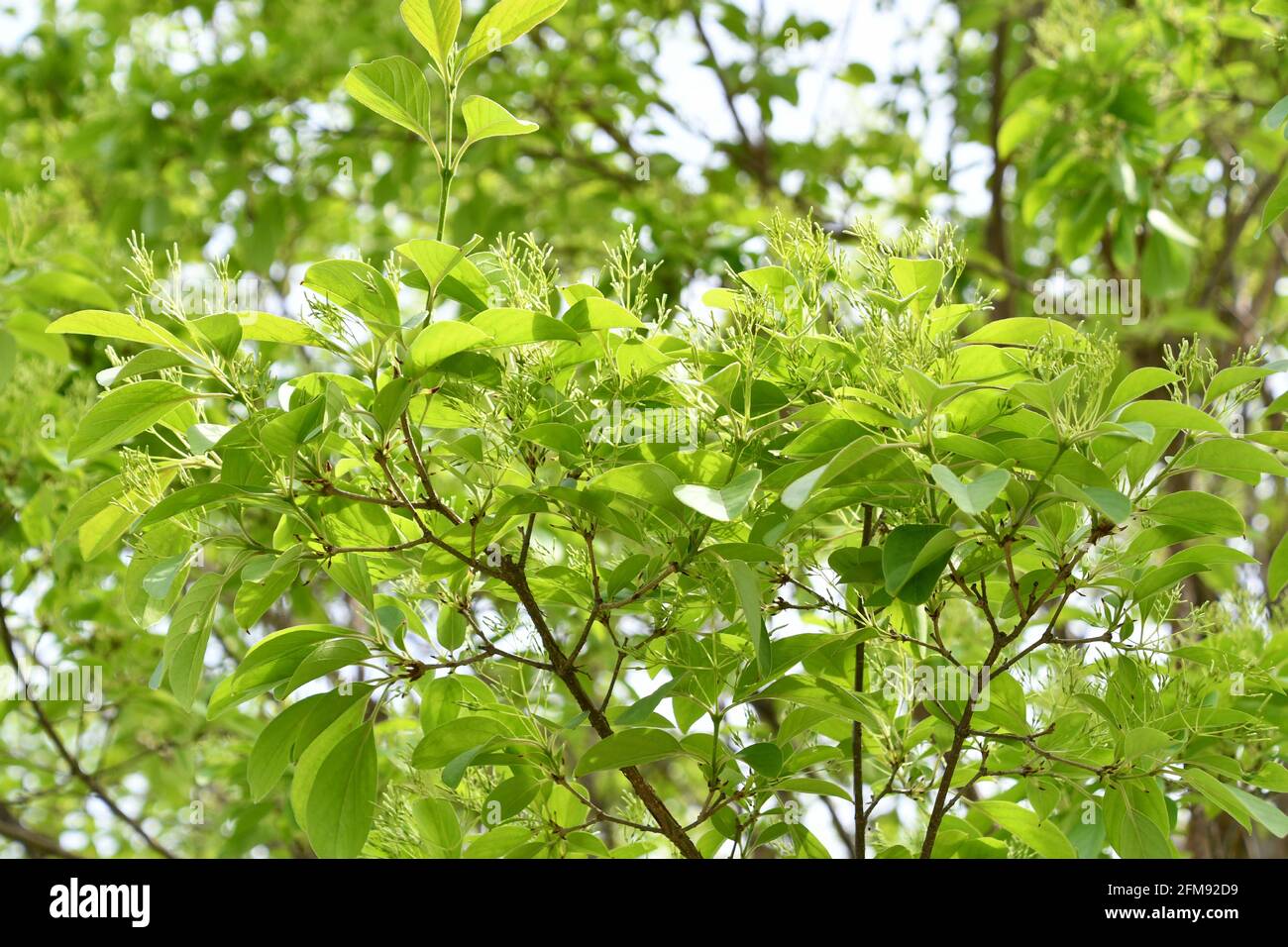 Chinese fringe tree hi-res stock photography and images - Alamy