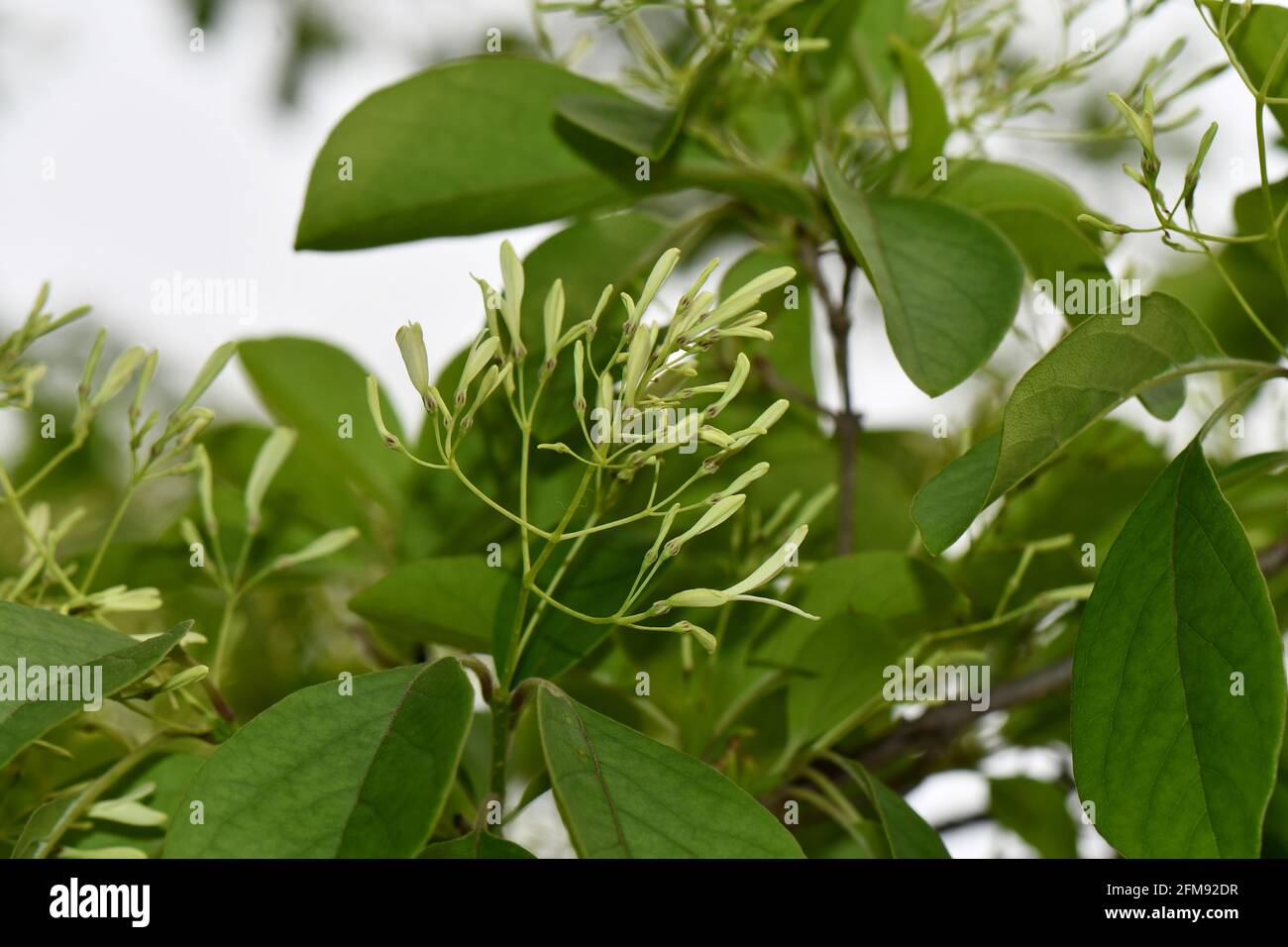 Chinese fringe tree hi-res stock photography and images - Alamy