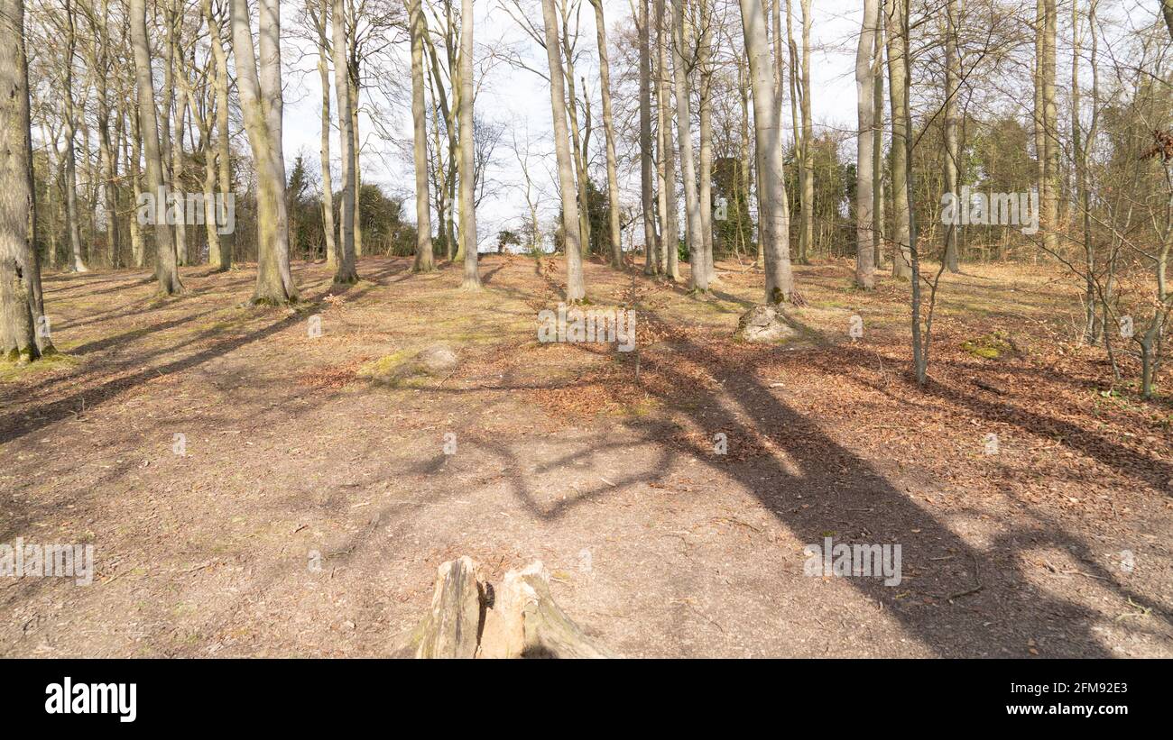 View through beech tree forest against blue sky for natural layer ...