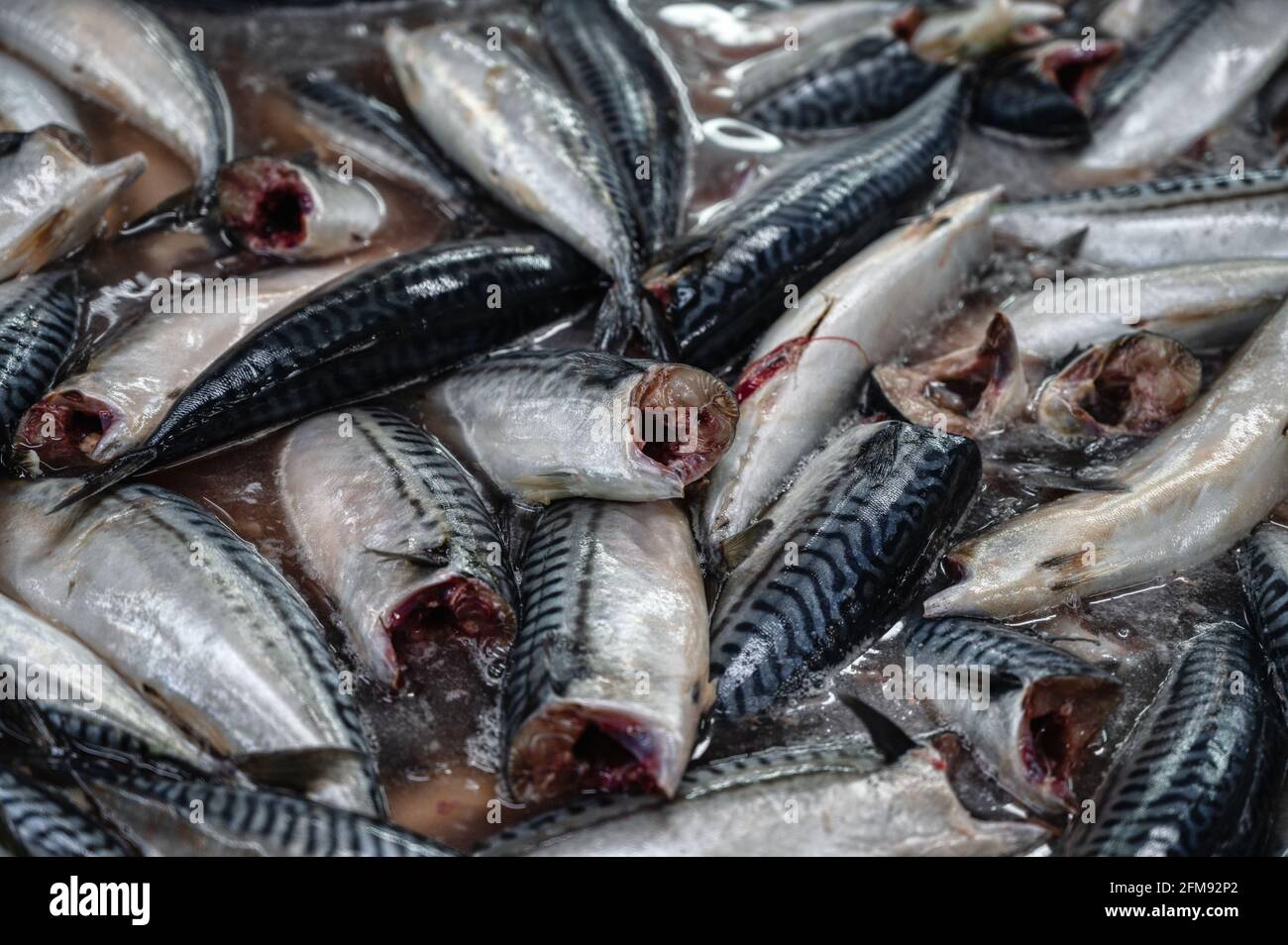 Headless fish hi-res stock photography and images - Alamy