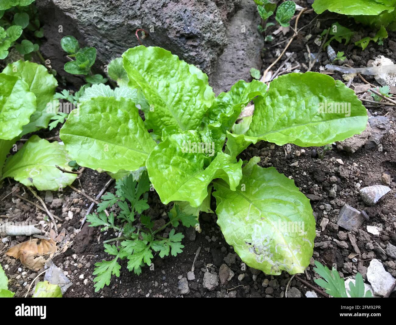 Fresh lettuce leaves, close up Stock Photo - Alamy