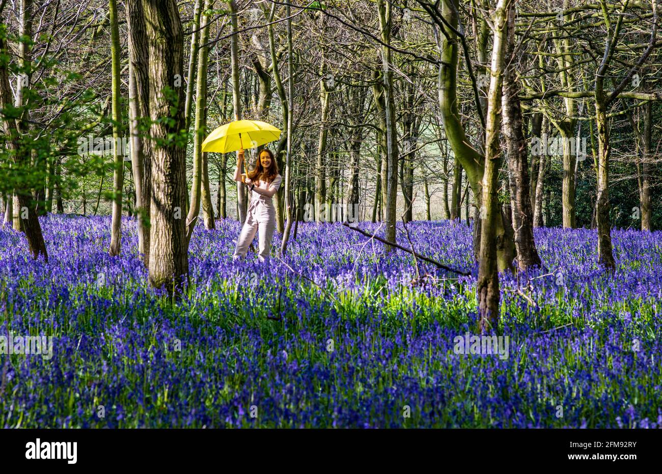 Ripley, North Yorkshire, 7th May 2021. Actor Lucy Ireland poses with a yellow umbrella in a ...
