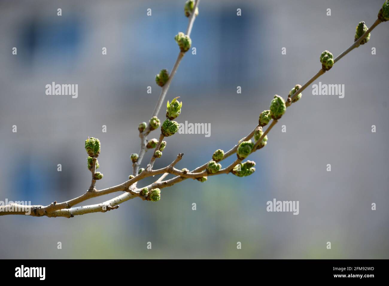 Green sprout on the branch Stock Photo - Alamy