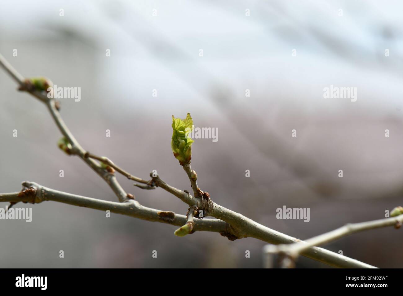 Green sprout on the branch Stock Photo - Alamy
