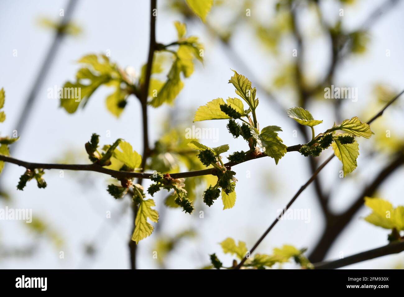 Sprout development hi-res stock photography and images - Alamy