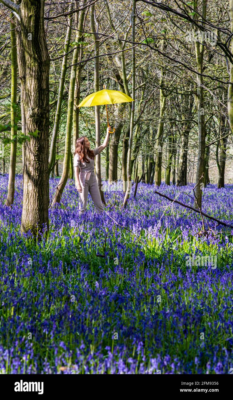 Ripley, North Yorkshire, 7th May 2021. Actor Lucy Ireland poses with a yellow umbrella in a ...