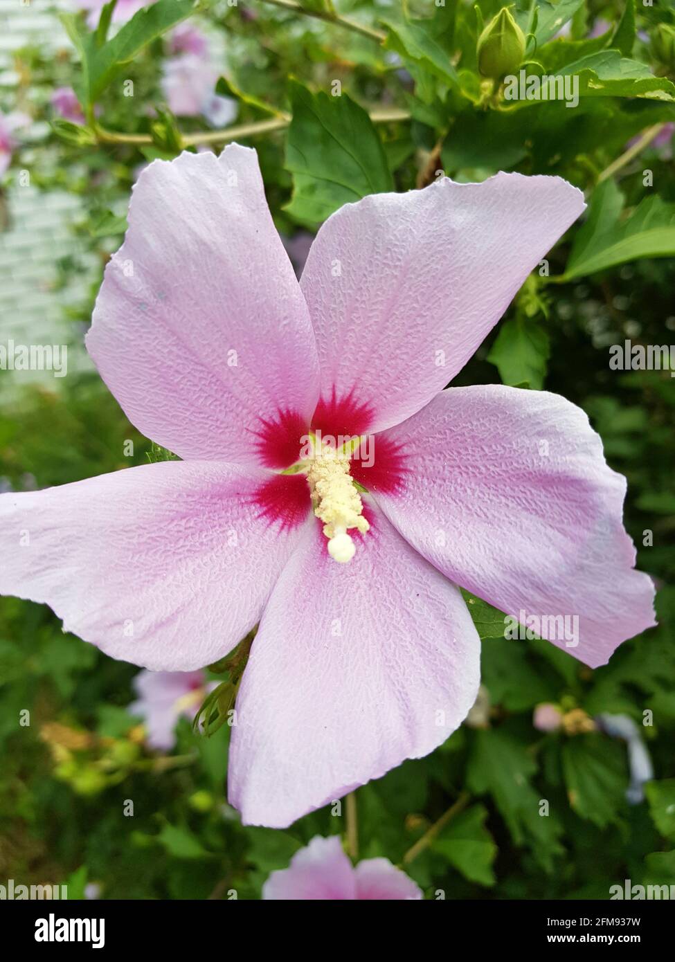 Hibiscus syriacus or Rose of Sharon Stock Photo - Alamy