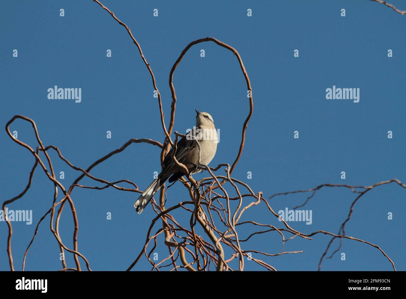 Mockingbird bird birdwatching nature hi-res stock photography and ...