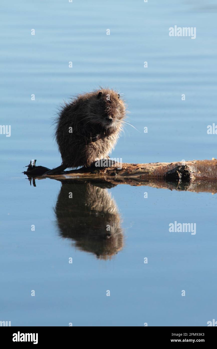otter walking along a log and its reflection in the lake Stock Photo ...