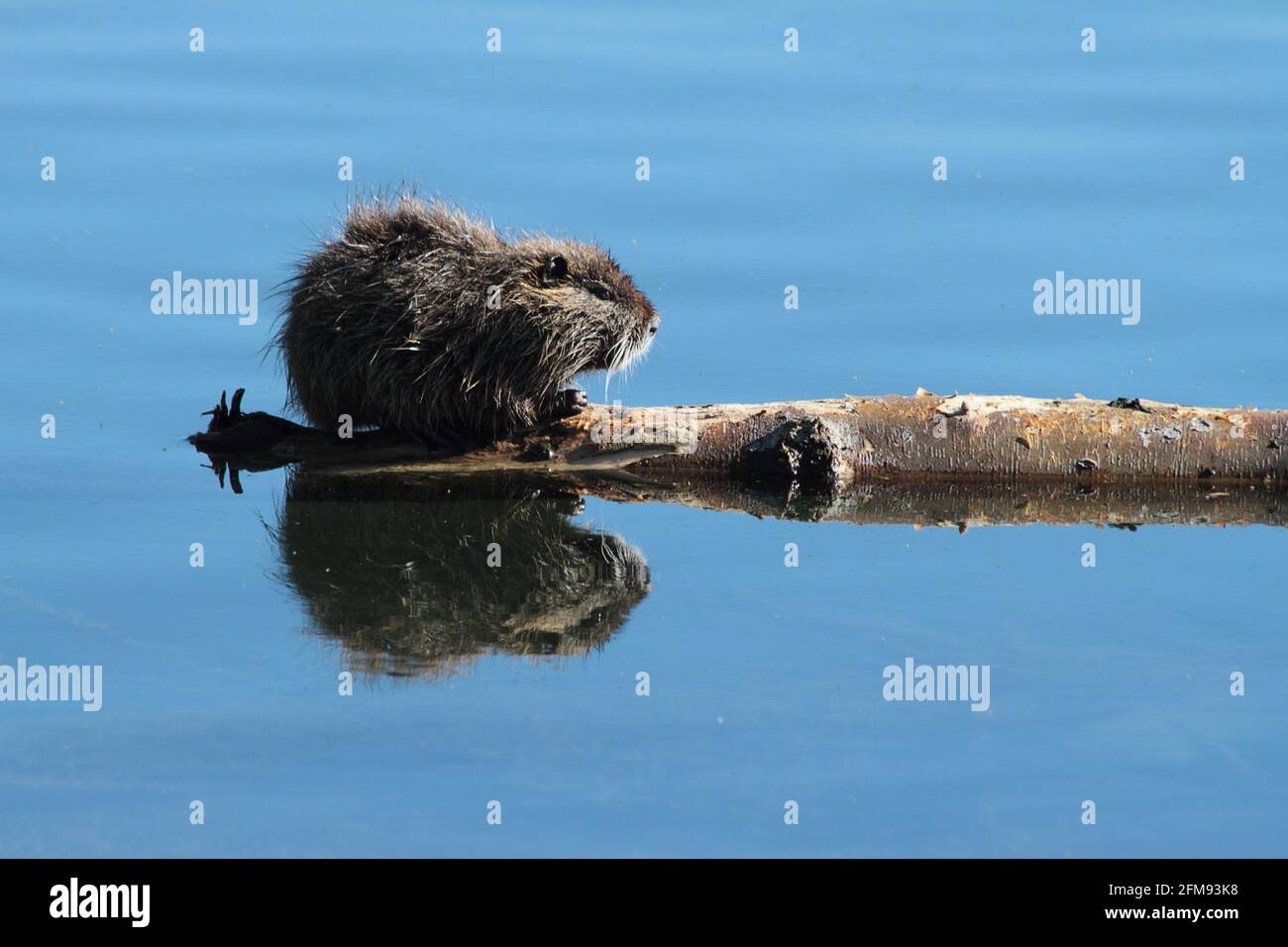 otter walking along a log and its reflection in the lake Stock Photo ...