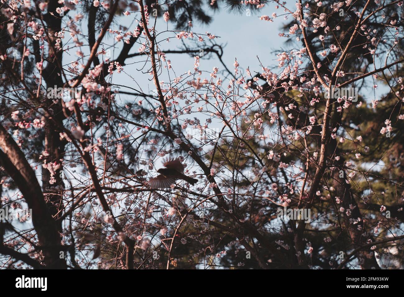 Cherry blossom on tree branch Stock Photo - Alamy