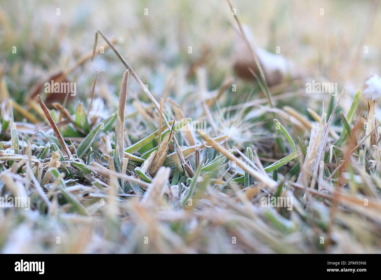 Frost winter leaf hi-res stock photography and images - Alamy