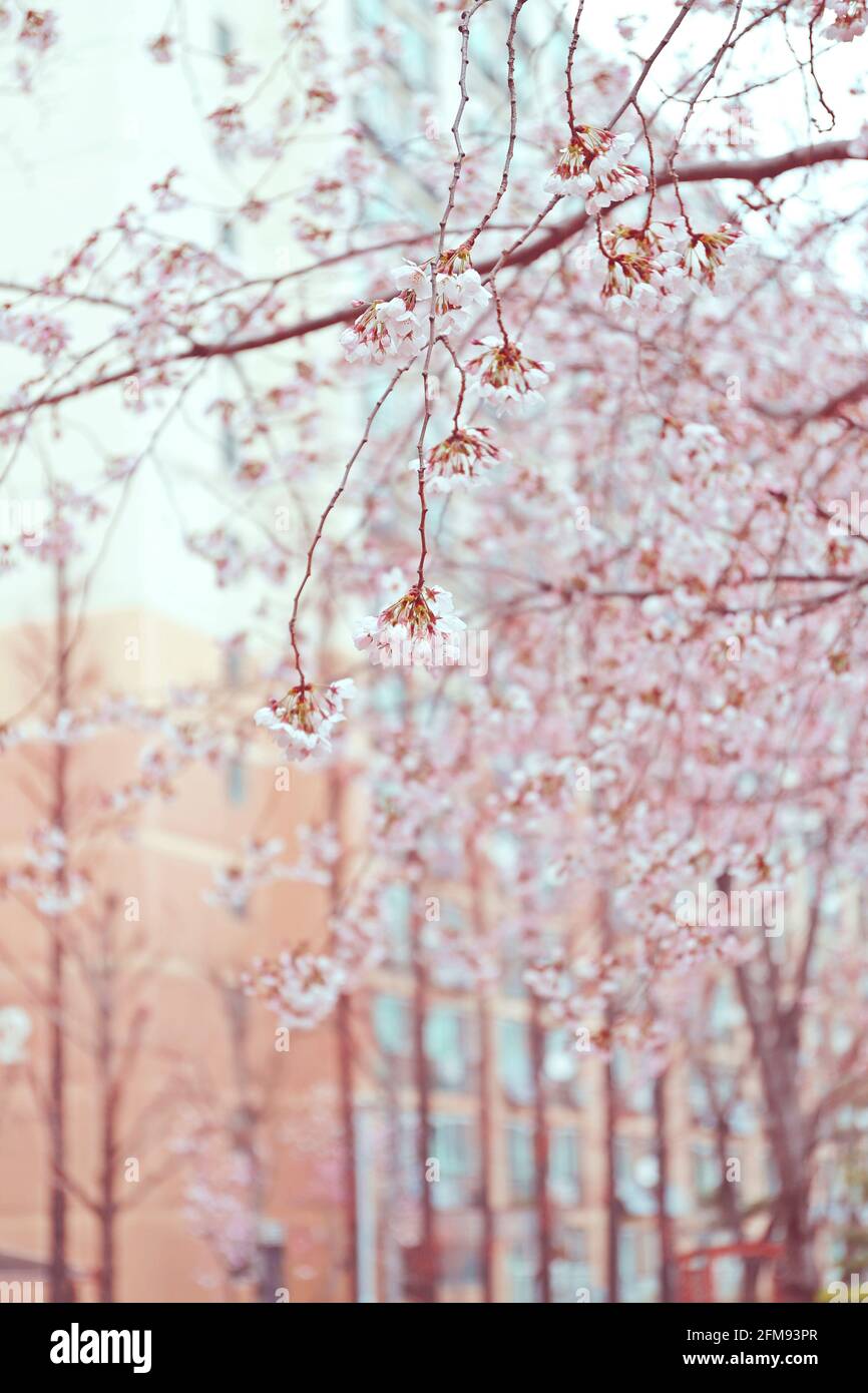 Cherry blossom on tree branch Stock Photo - Alamy