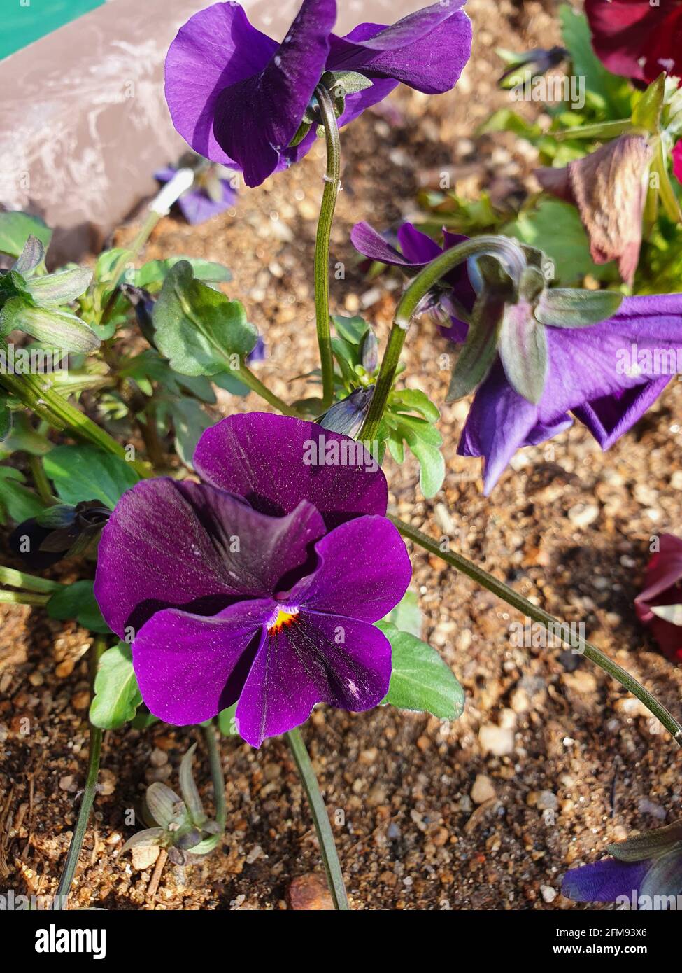 Purple flowers in the yard Stock Photo - Alamy