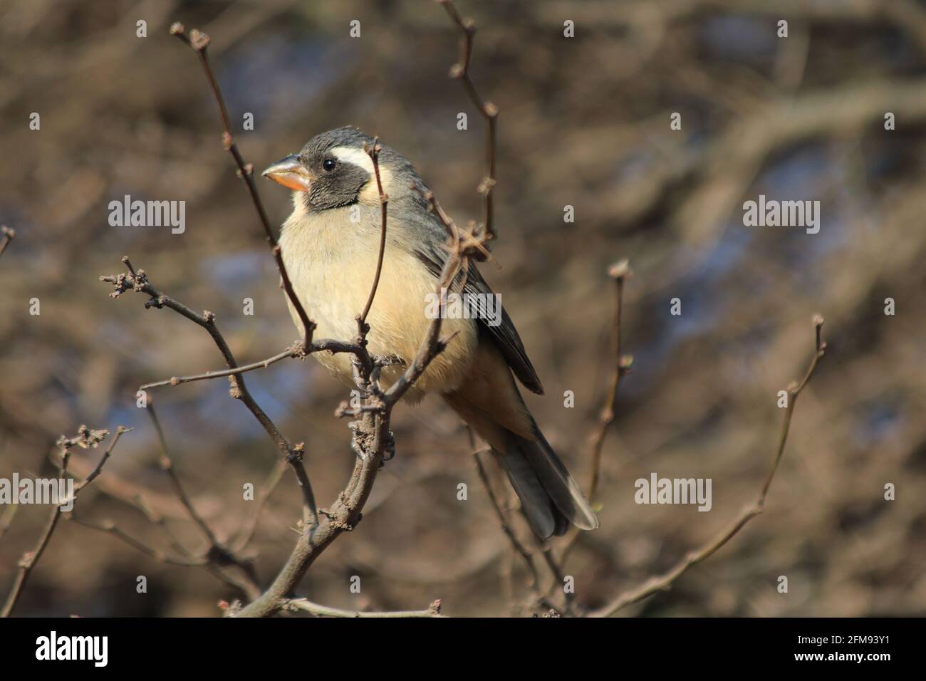 Saltator species hi-res stock photography and images - Alamy