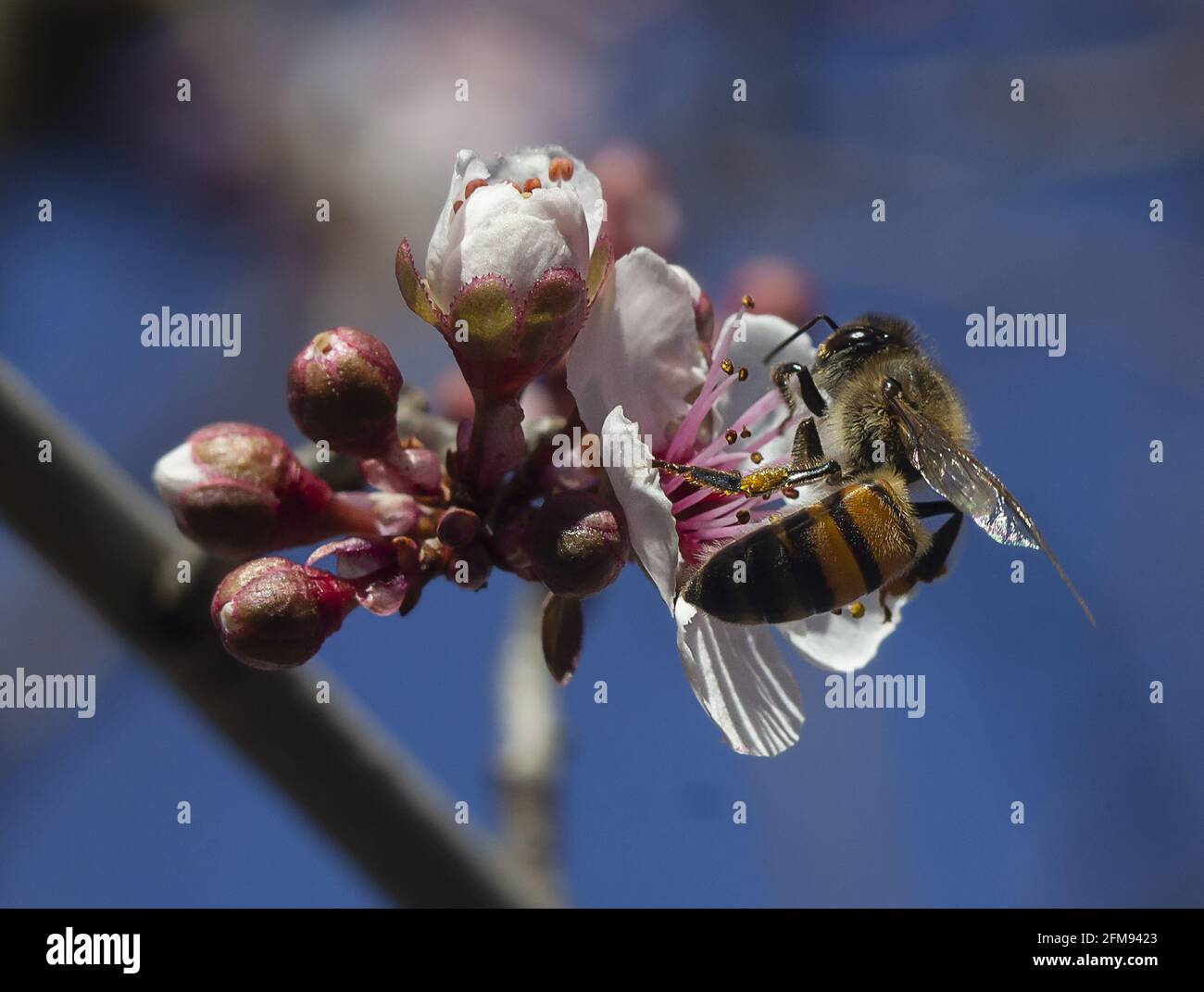 bee pollinating a cherry blossom Stock Photo - Alamy