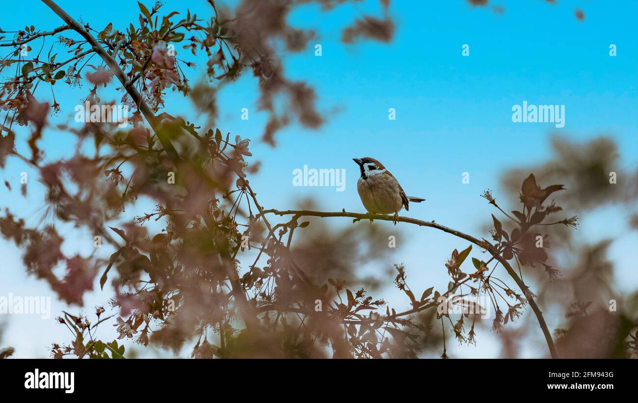 Small bird sitting on branch hi-res stock photography and images - Alamy