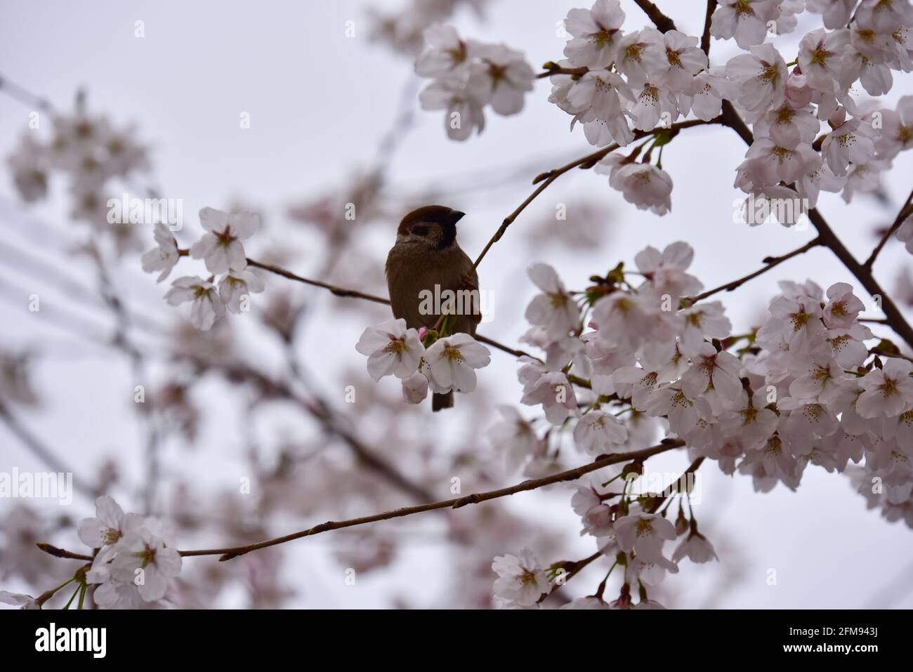 Small bird sitting on tree branch Stock Photo - Alamy
