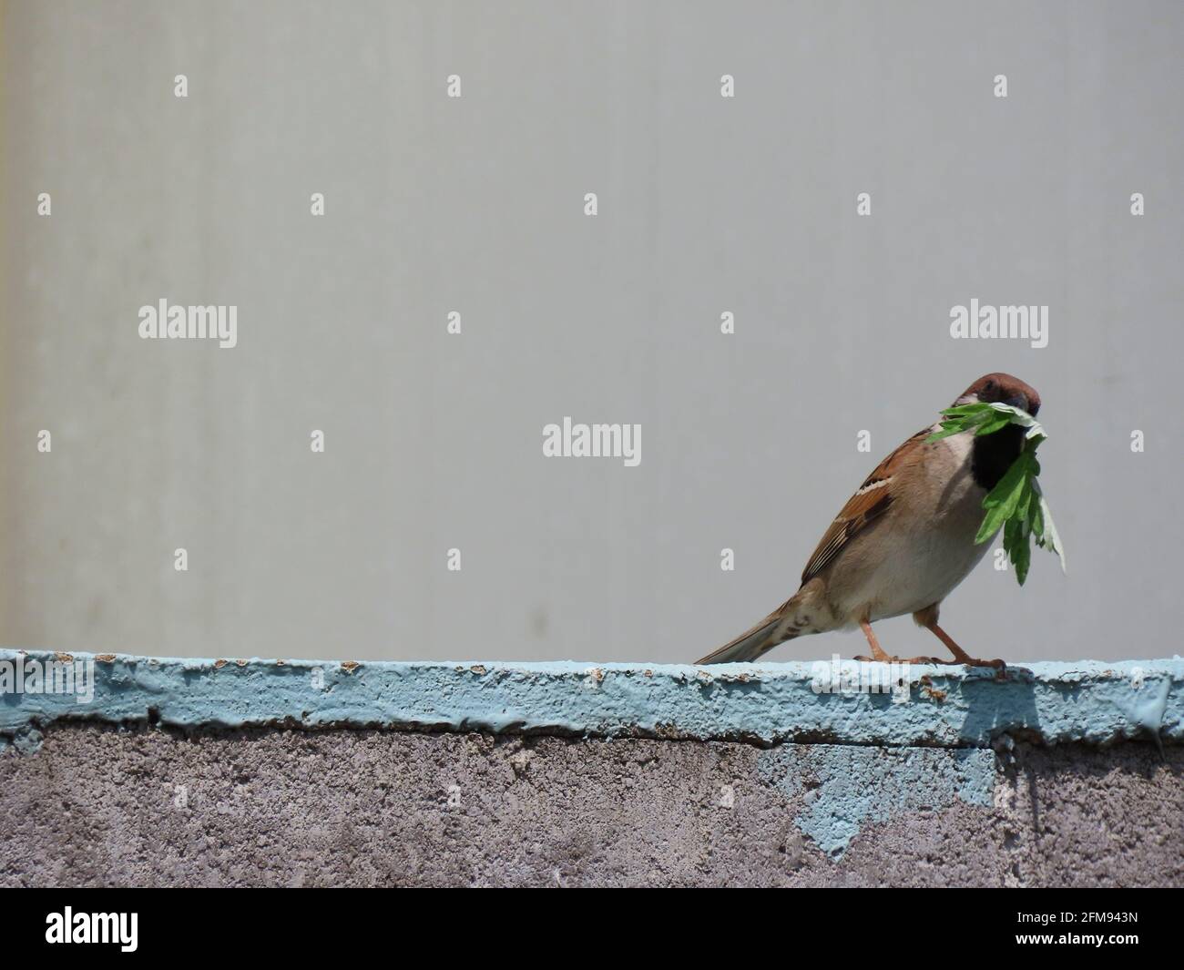 Bird sitting on stone hi-res stock photography and images - Alamy