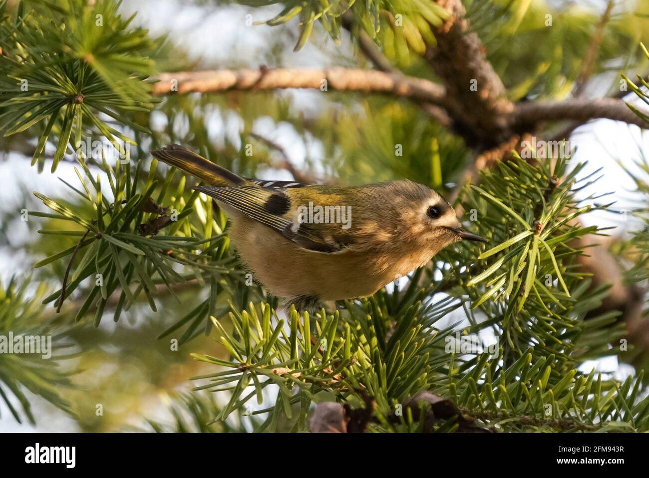 Small bird sitting on tree branch Stock Photo - Alamy