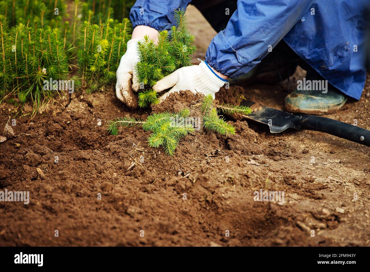 Man holding young plant with roots hi-res stock photography and images ...
