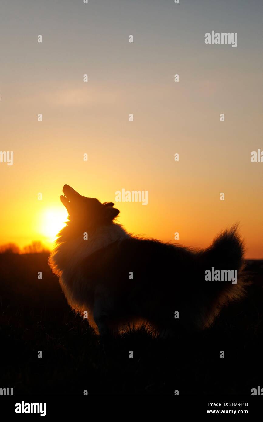 Silhouette of dog during sunset. Sheltie - shetland sheepdog Stock ...