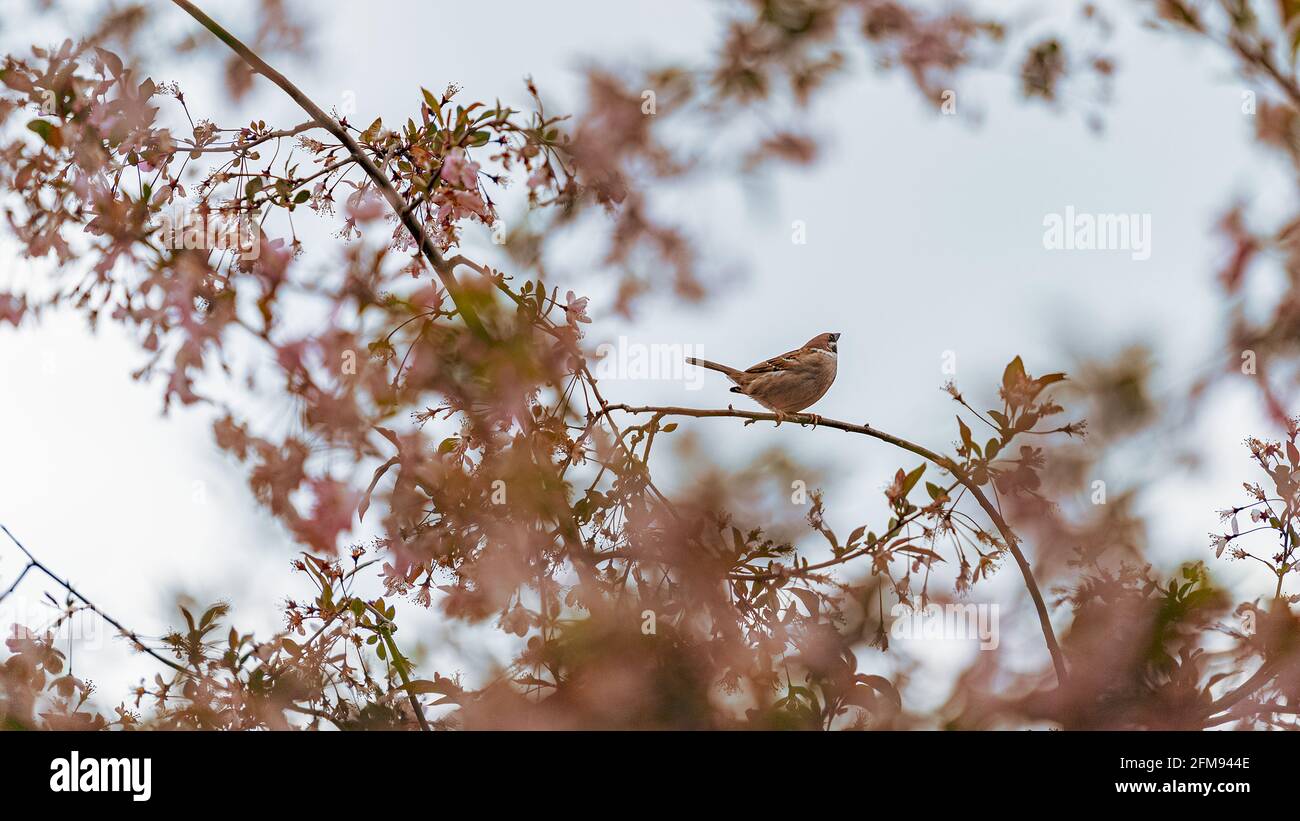 Small bird sitting on tree branch Stock Photo - Alamy