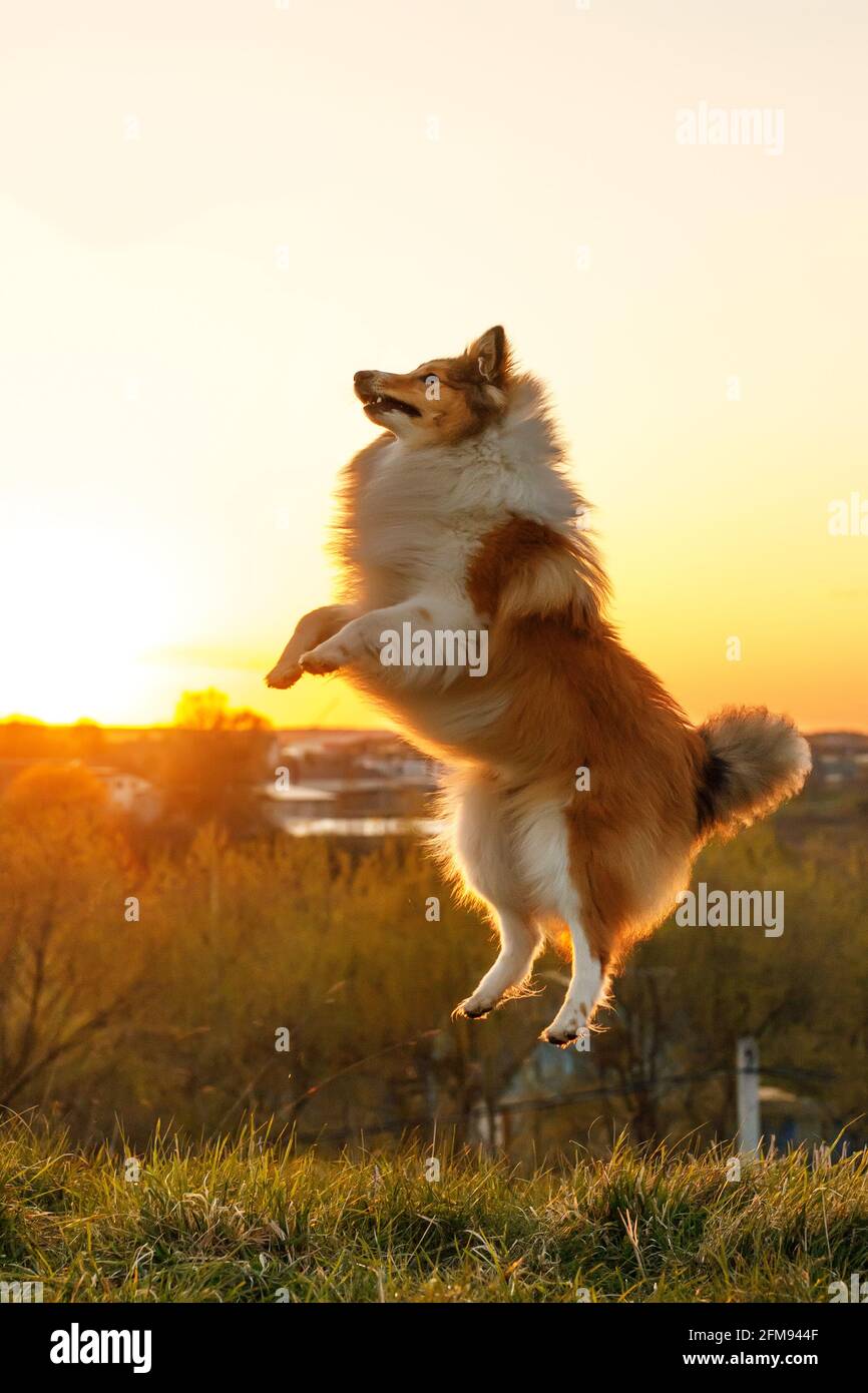 Shetland Sheepdog Action High Resolution Stock Photography and Images ...