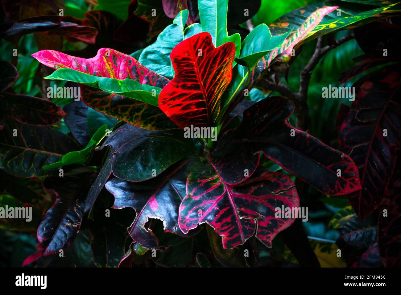 Garden croton flowers hi-res stock photography and images - Alamy