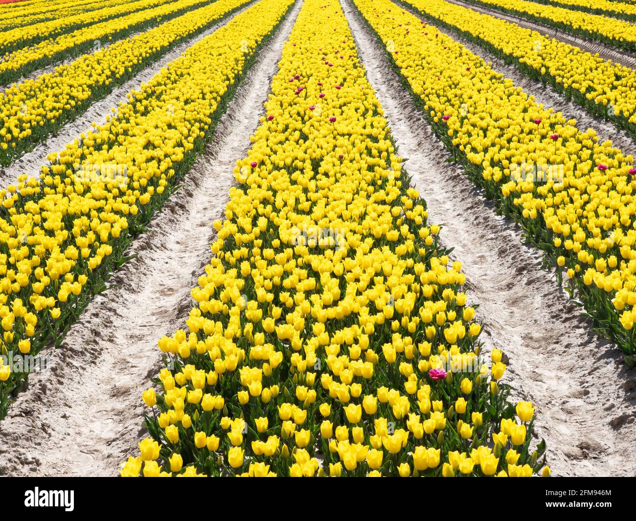 Tulip field with yellow flowers, North Rhine-Westphalia, Germany Stock ...