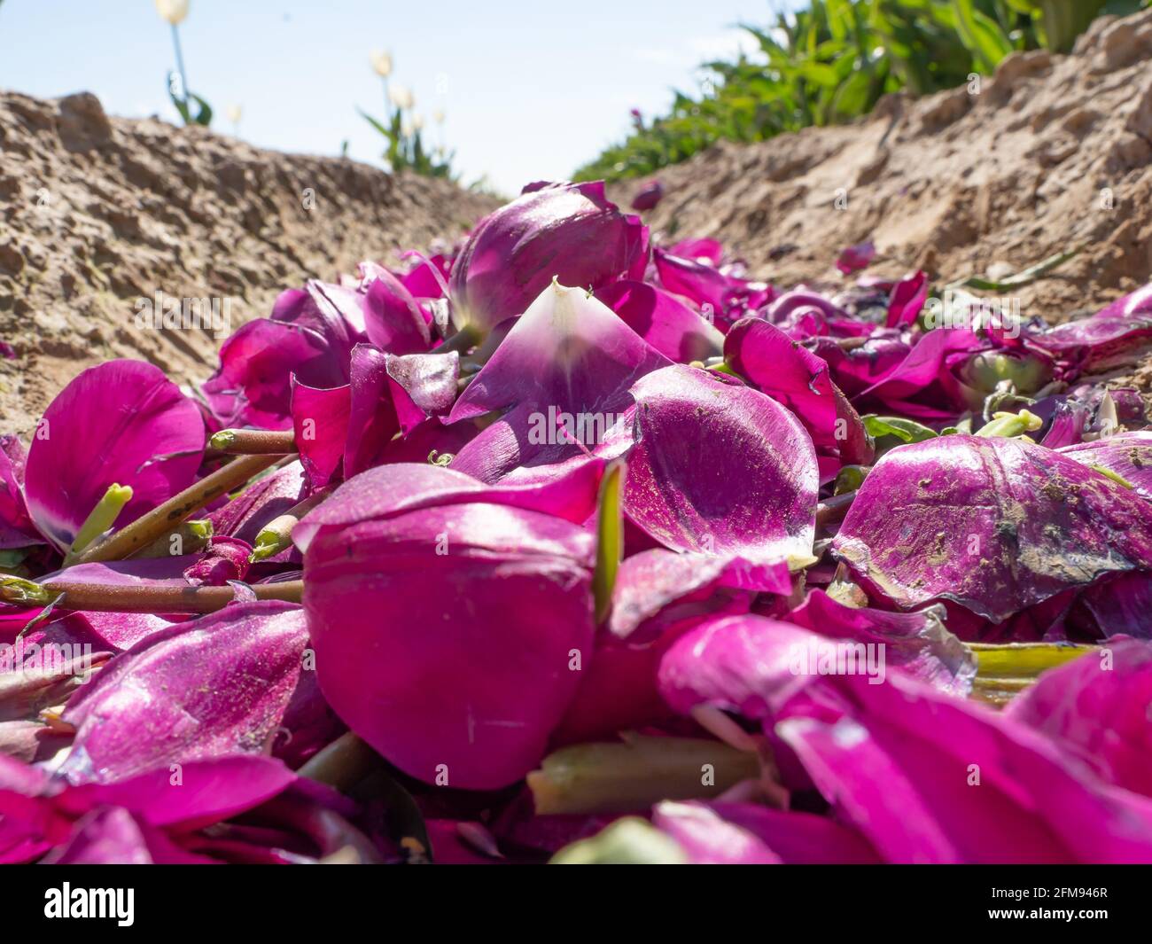 Countless flowers leaves in a tulip field, North Rhine-Westphalia ...