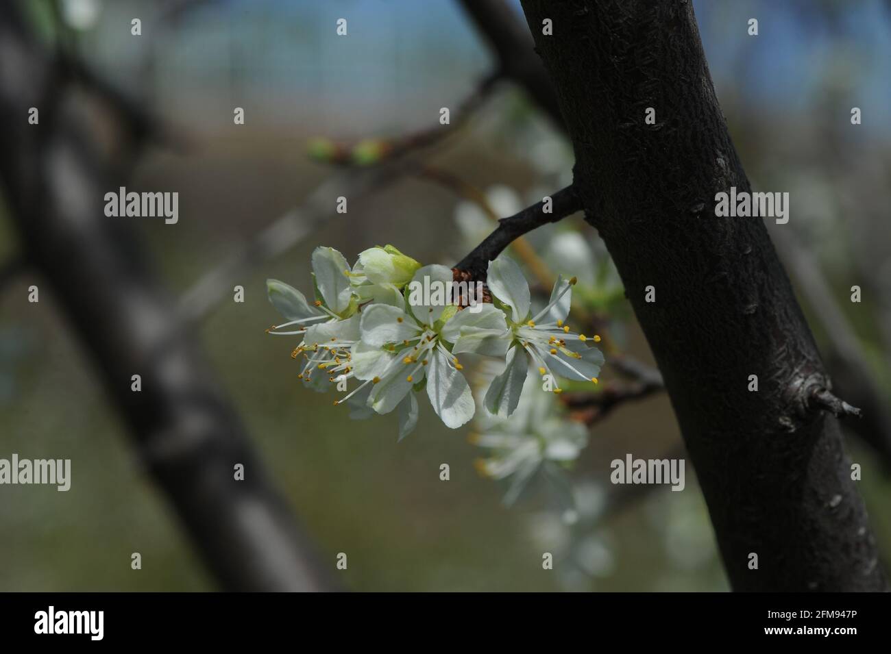 White flowers on tree branches Stock Photo - Alamy