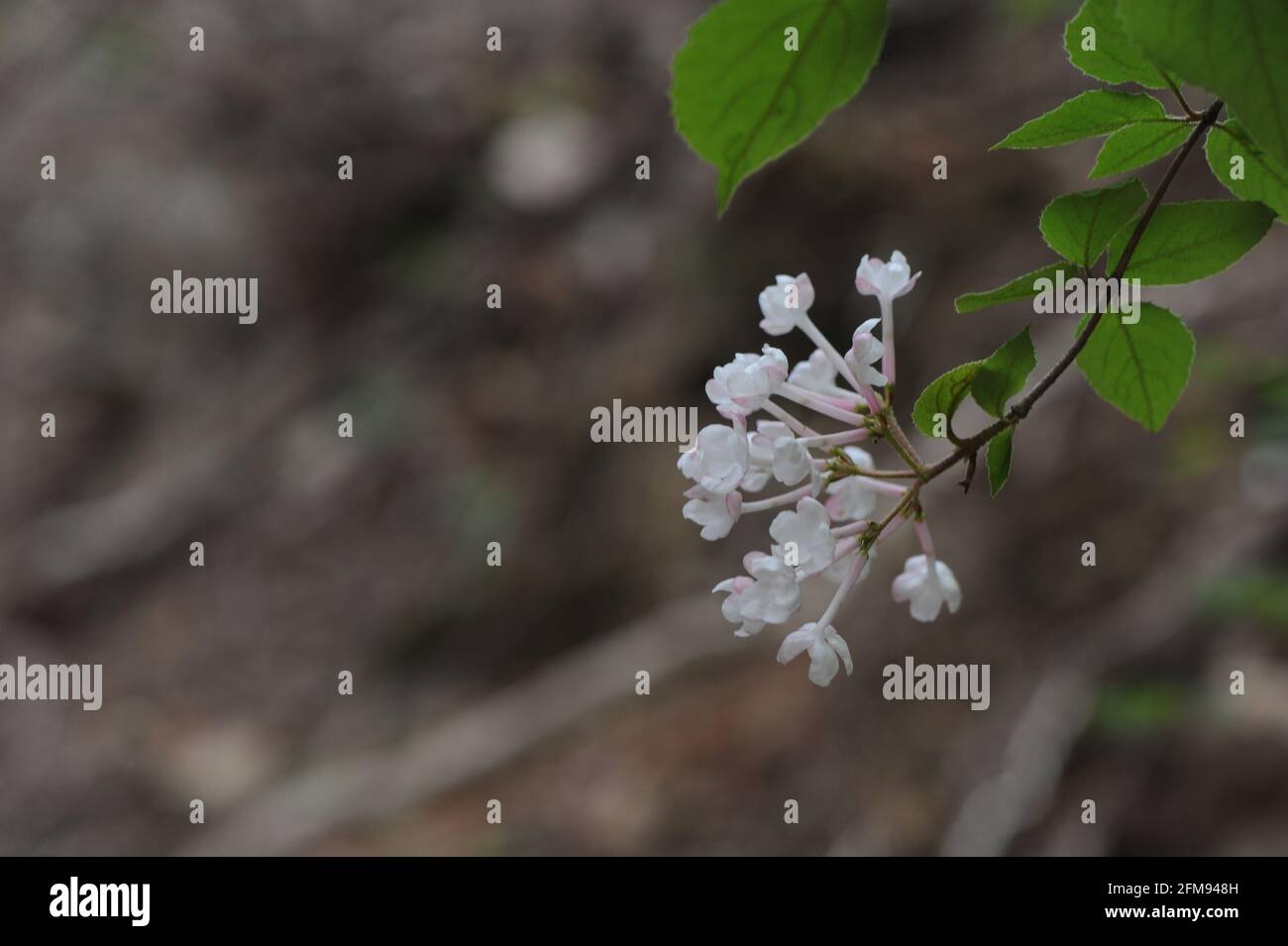 White flowers on tree branches Stock Photo - Alamy