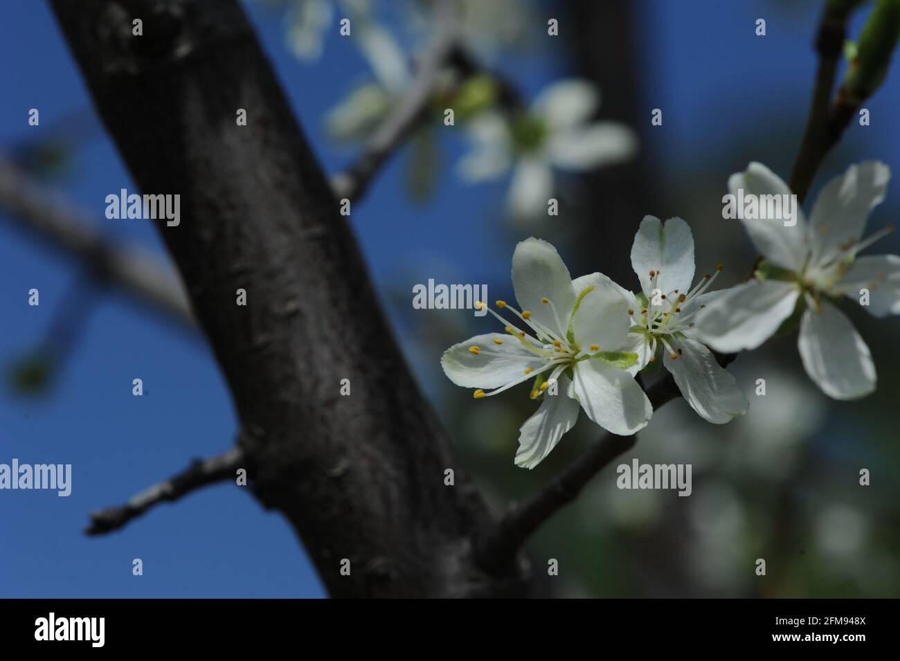 White flowers on tree branches Stock Photo - Alamy