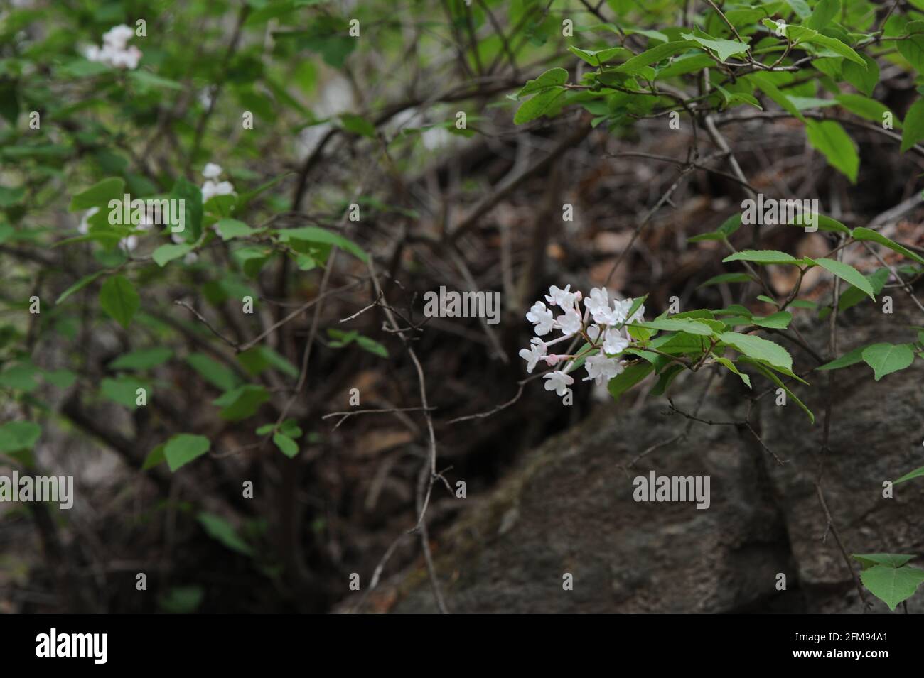 White flowers on tree branches Stock Photo - Alamy
